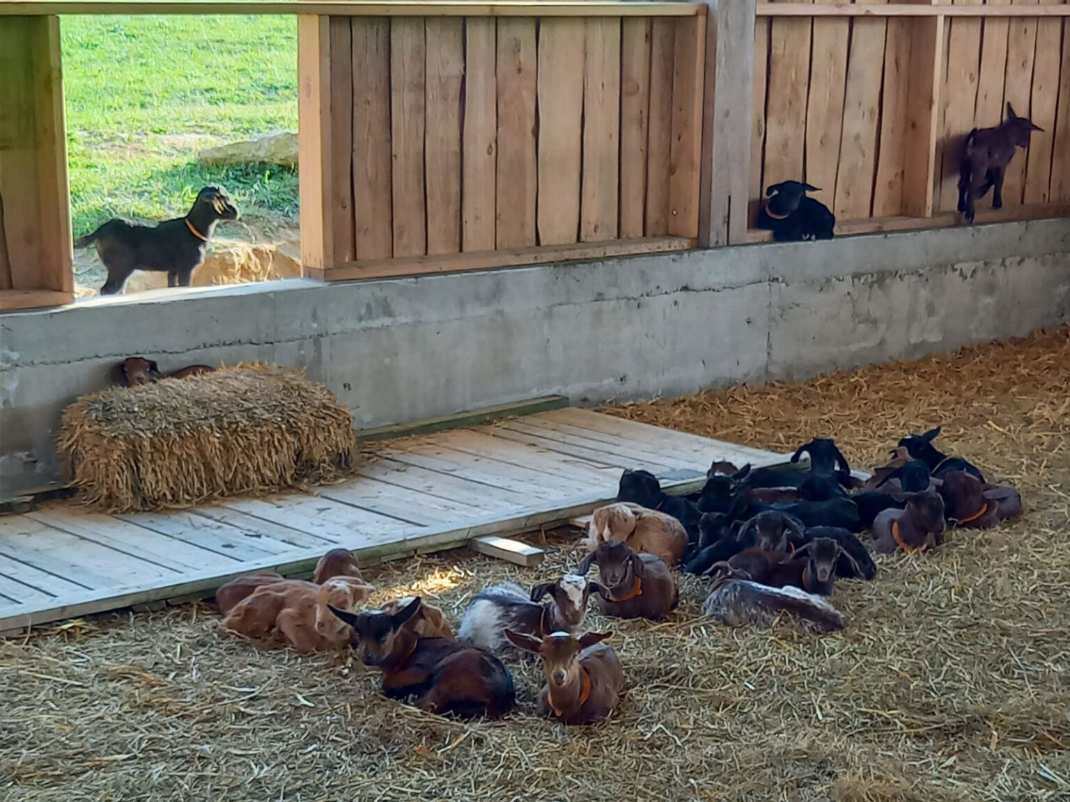 Les Roves Nomades – Élevage pastoral de chèvres du Rove